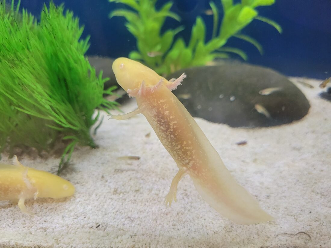 All about axolotls: They’re cannibals that can regrow missing limbs ...